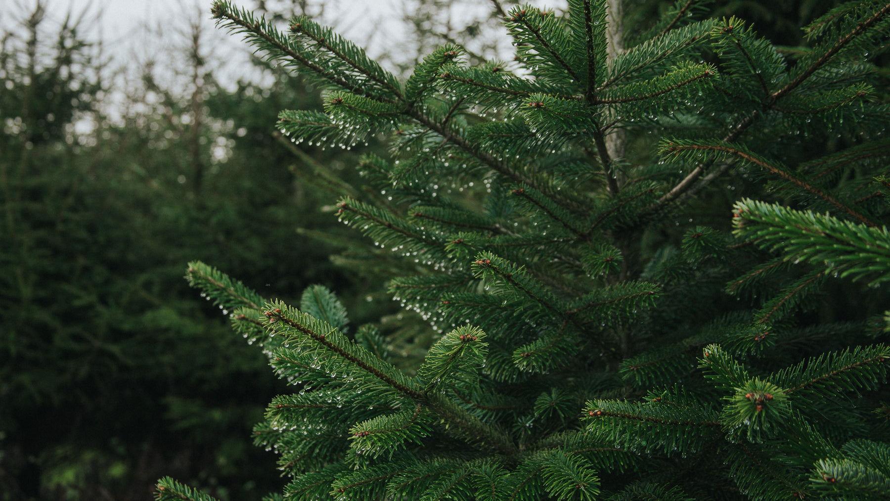 Visit Us This Christmas | Greendale Farm Shop