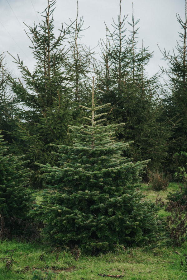 Traditional Christmas Tree | Greendale Farm Shop