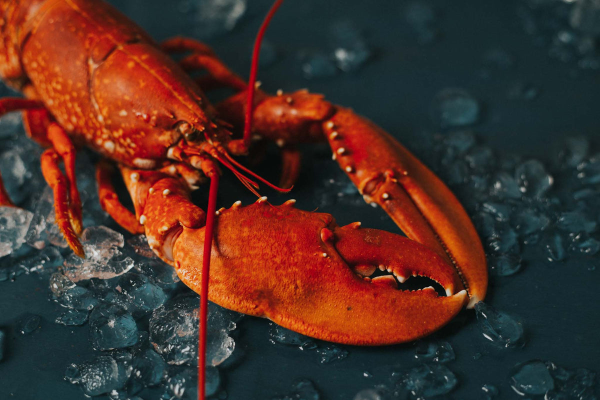 Cooked Locally Caught Lobster | Greendale Farm Shop
