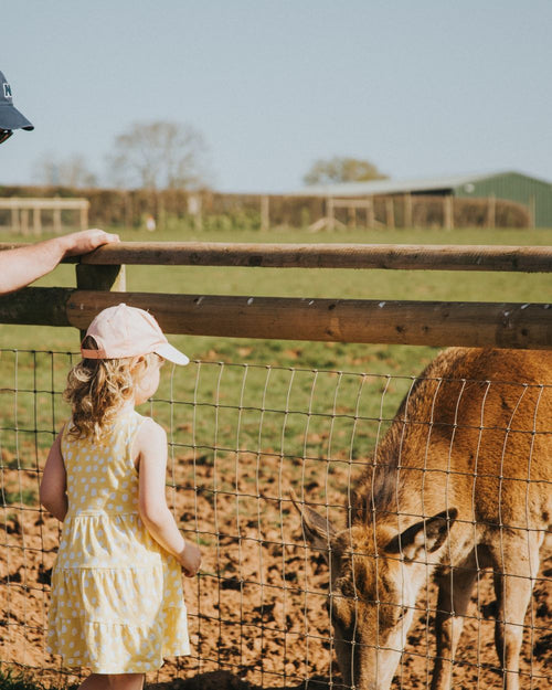 Meat and fish from our farm and fishing boats | Greendale Farm Shop