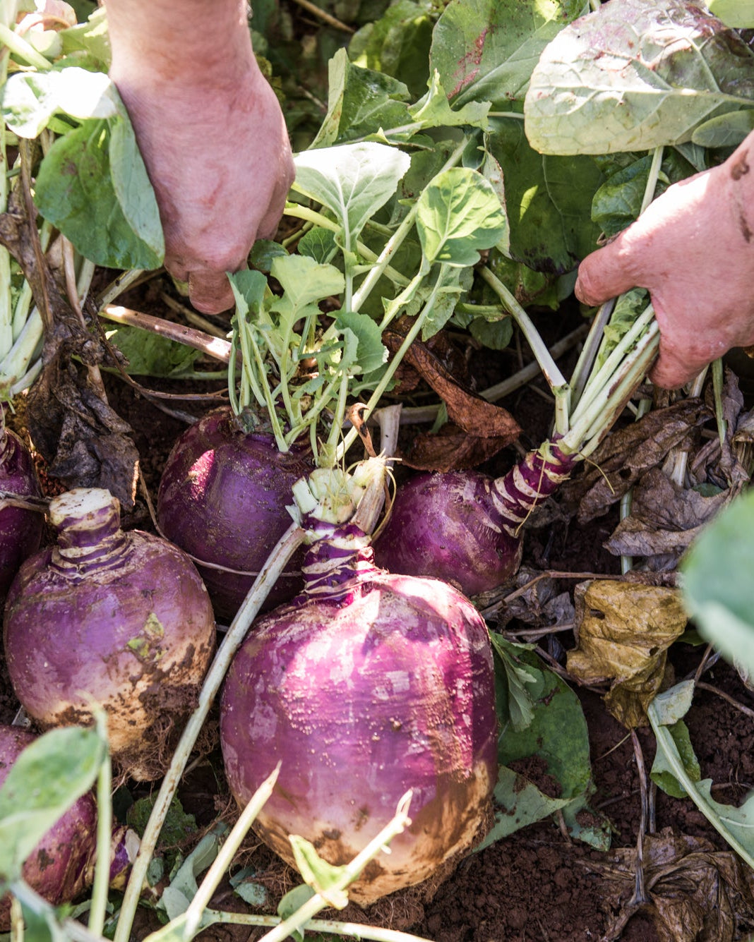 Swede | Greendale Farm Shop