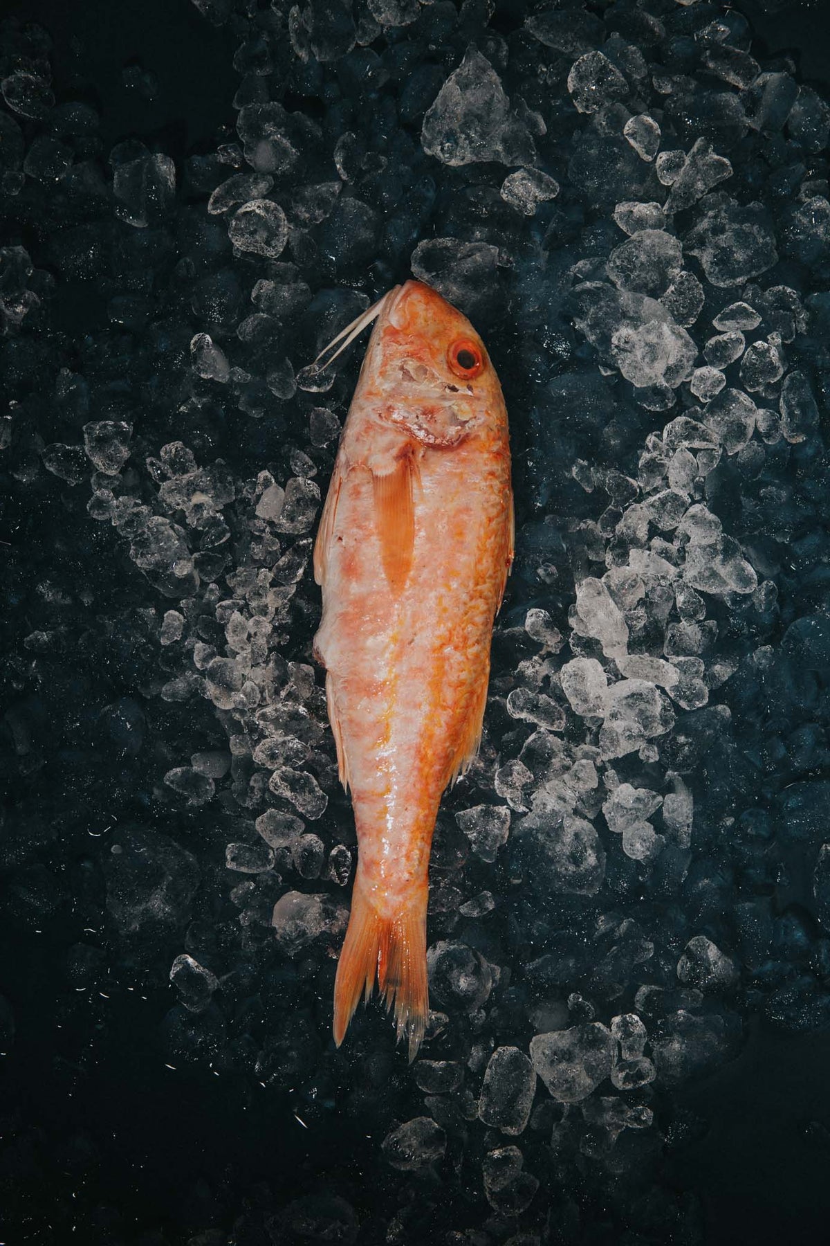 Red Mullet Whole | Greendale Farm Shop