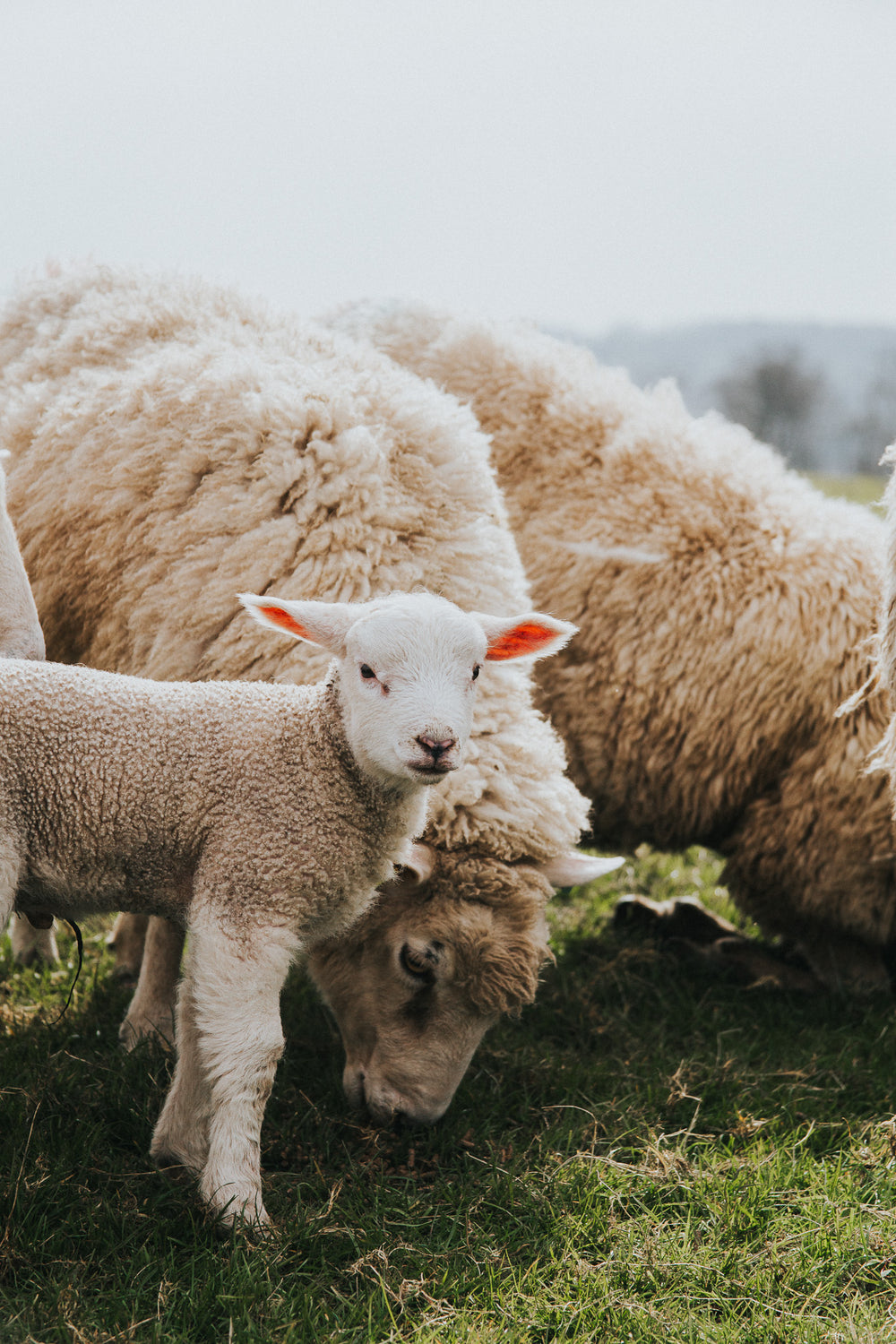 Six Bone Rack of Lamb | Greendale Farm Shop