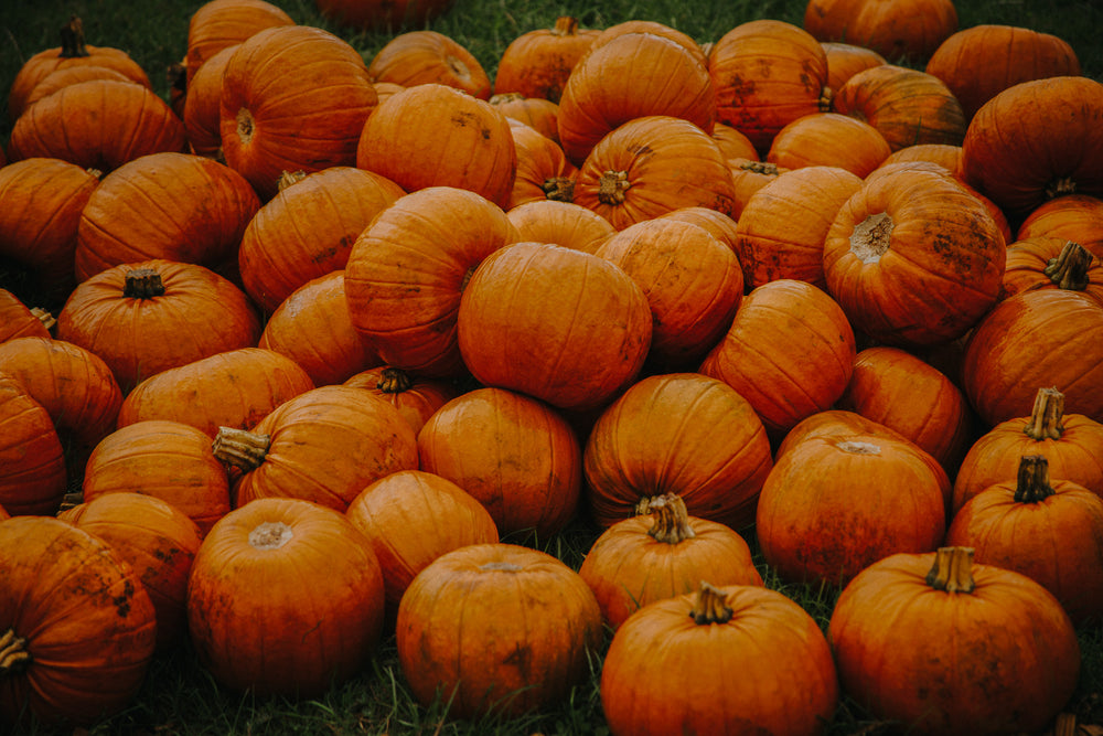 Visit Us This Autumn | Greendale Farm Shop